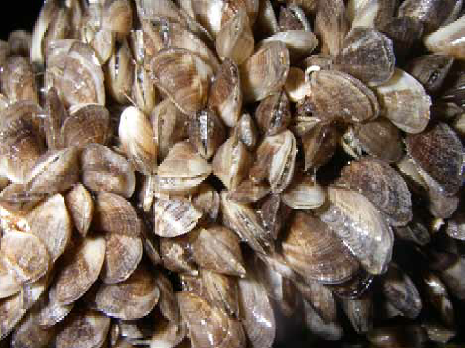 Hull Biofouling ID Poster | MarineStream